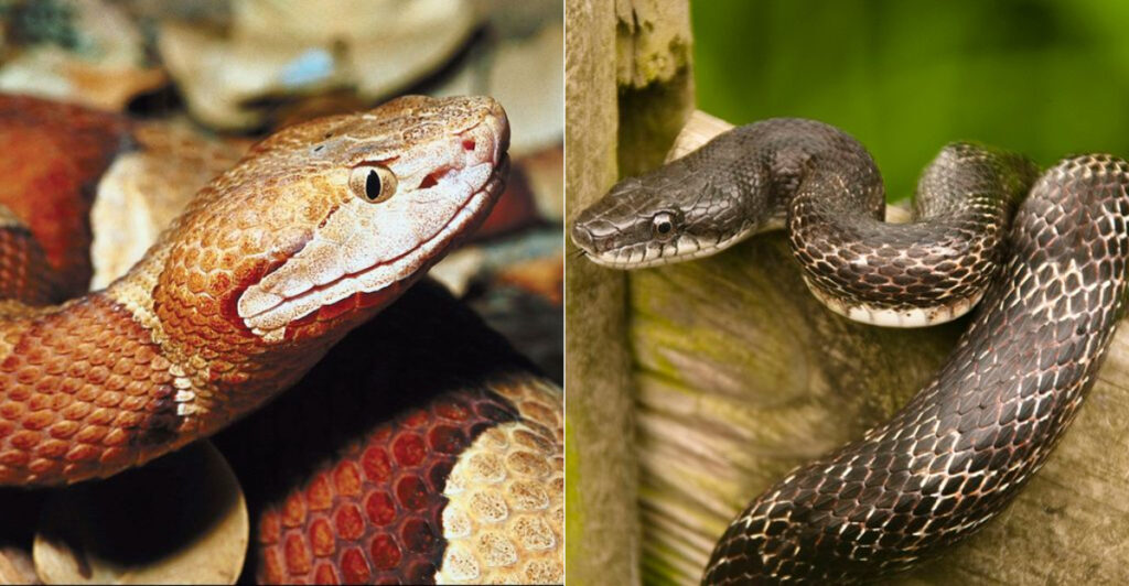 Copperhead Or Chicken Snake? How To Tell Them Apart Instantly