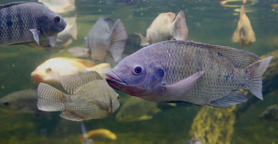 Critically Endangered Fish Makes Remarkable Comeback After Overcoming ...
