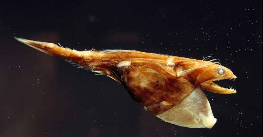 Deep Sea Gigantism: Why Deep Sea Creatures Evolve Into Gigantic Beasts