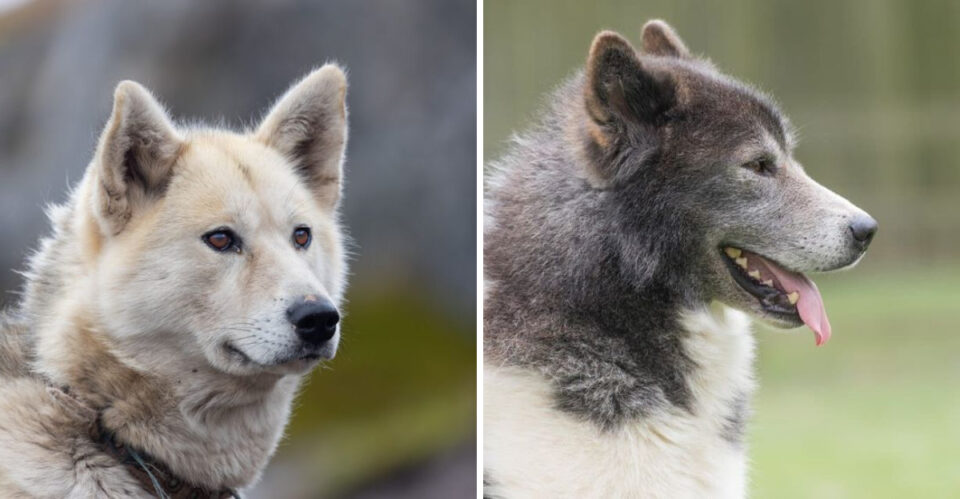 Different Types Of Husky Dogs And Their Unique Traits