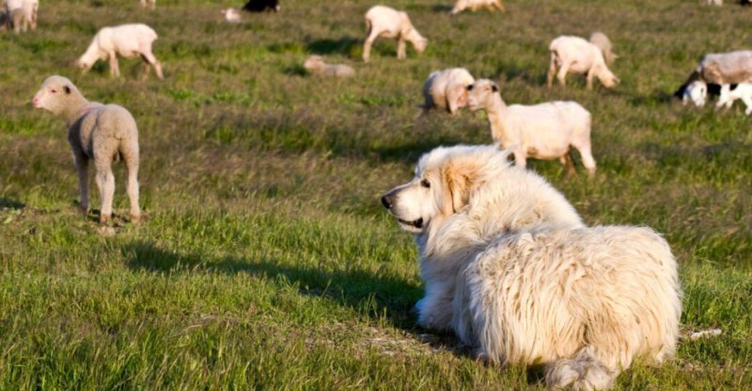 Different Types Of Working Dogs And What They Do Best