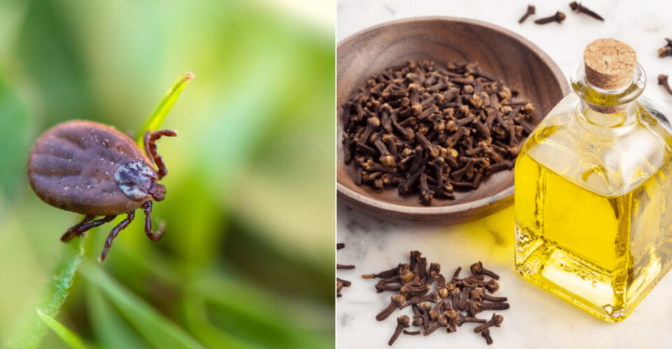 Discover 15 Smells That Ticks Absolutely Hate