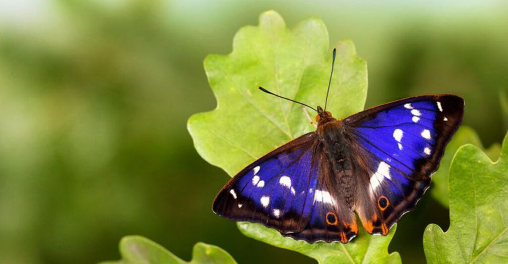 Discover 15 Types Of Butterflies