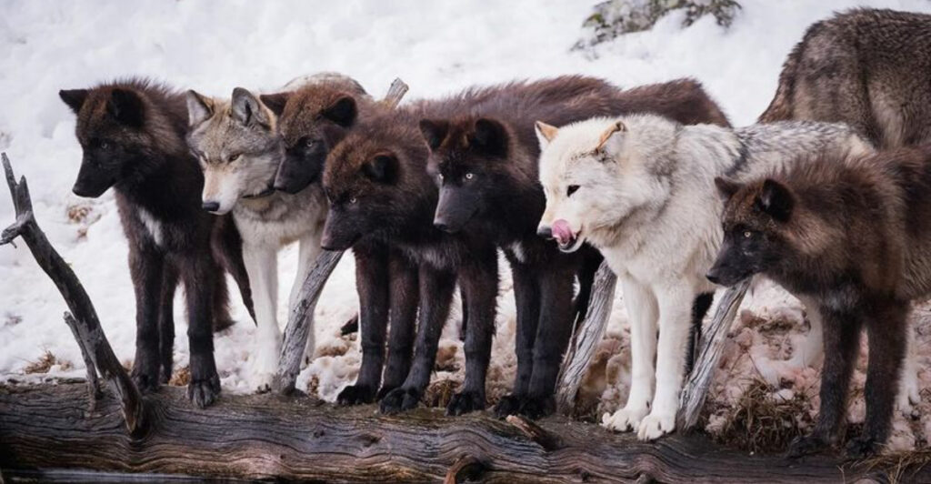 Discover The U.S. Park With The Most Wild Wolves