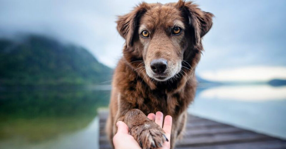 Do Animals Feel Love, Grief, And Joy? The Science Behind Their Emotions