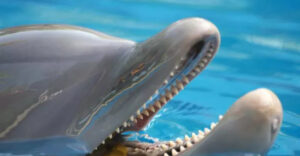 Dolphin Teeth: 14 Things You Need To Know