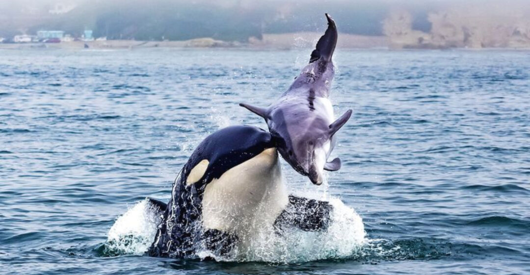 Dolphins Are Hanging Out With Their Most Dangerous Predator, Here's Why ...