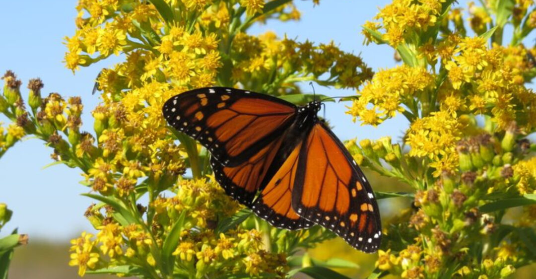 Don't Miss Georgia's Breathtaking Monarch Butterfly Migration This Fall ...