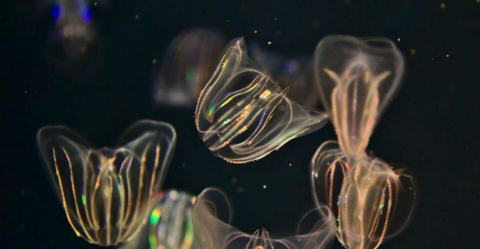 Earth's Oldest Living Creature Discovered, Dating Back 700 Million Years