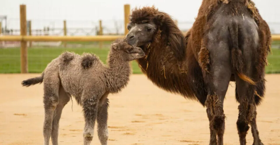 Endangered Camel Species Born At A British Zoo