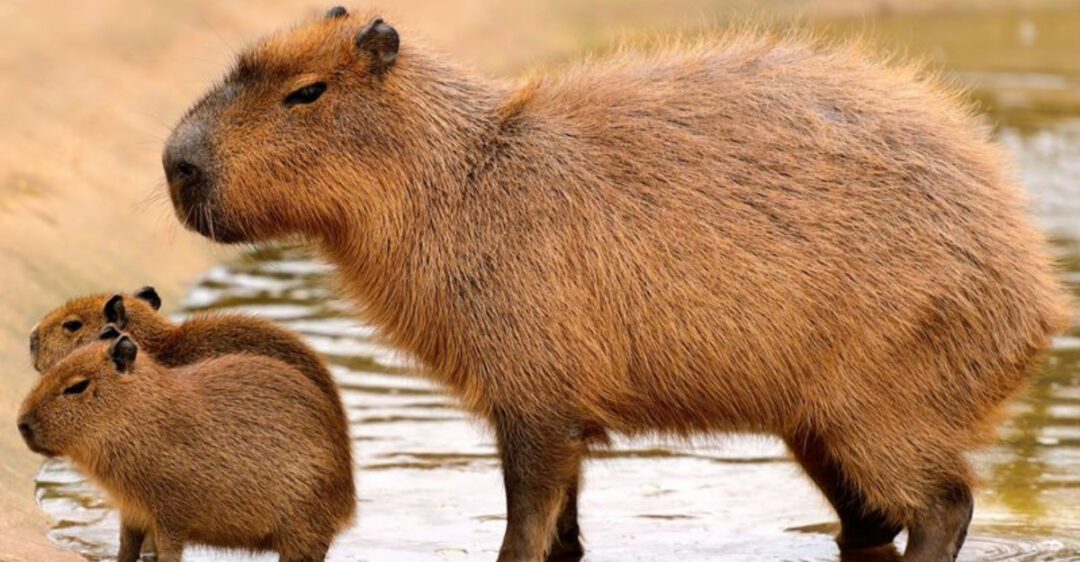 Everything You Need To Know About Capybaras