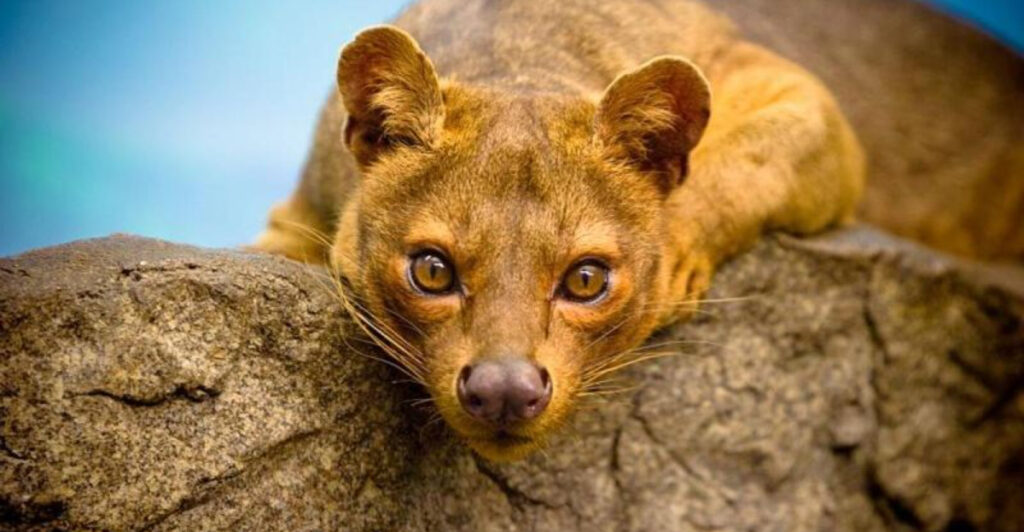 Everything You Need To Know About Fossas