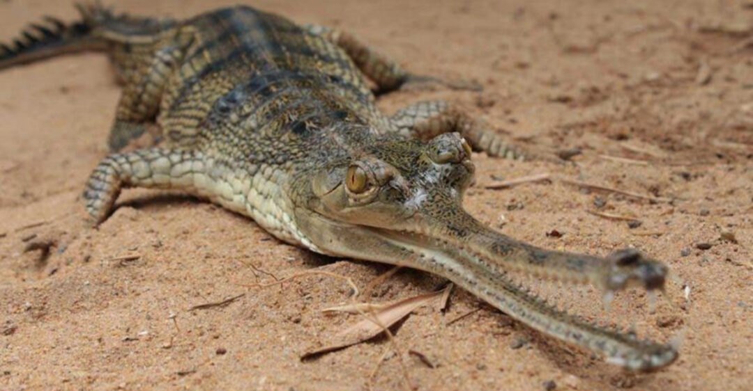 Everything You Need To Know About Gharials – Animalko