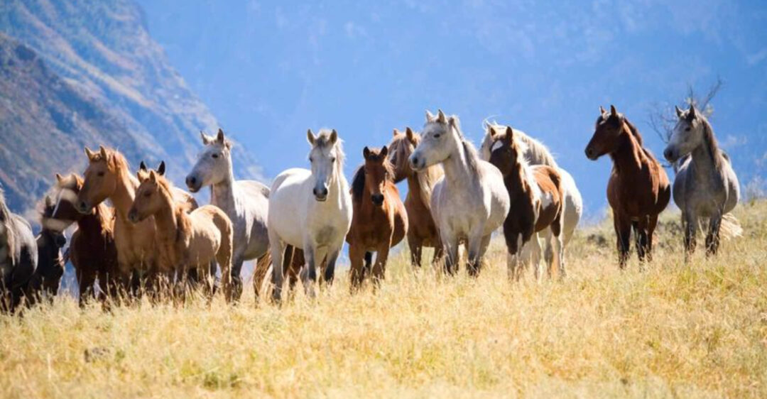 Everything You Need To Know About Horses