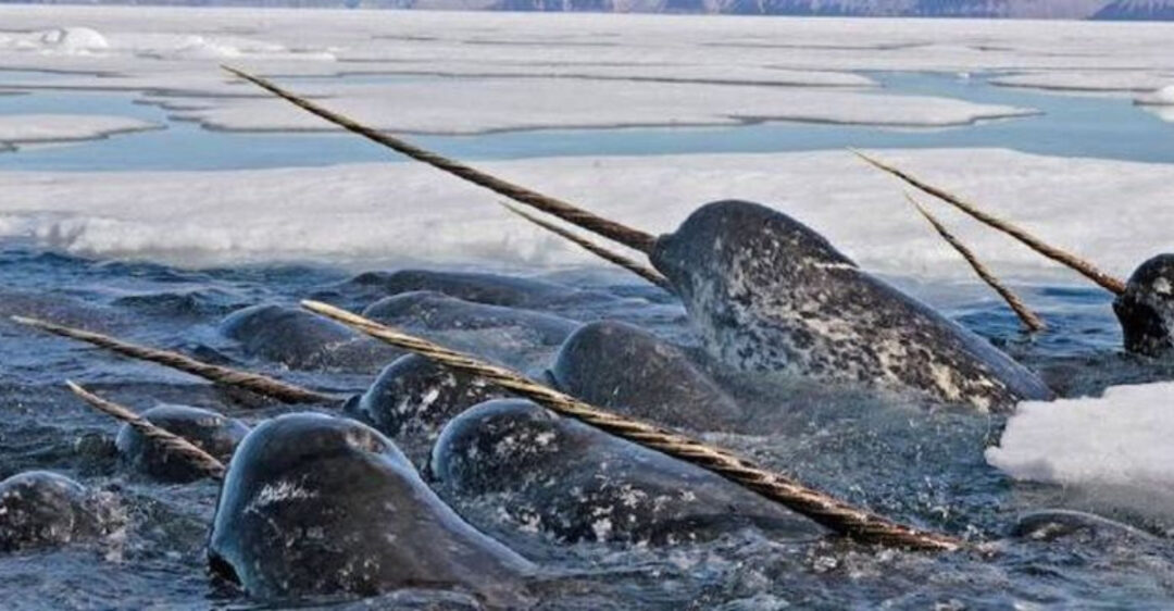 Everything You Need To Know About Narwhals