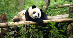 Everything You Need To Know About Pandas
