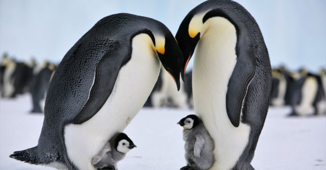 12 Reasons Penguins Need Our Attention