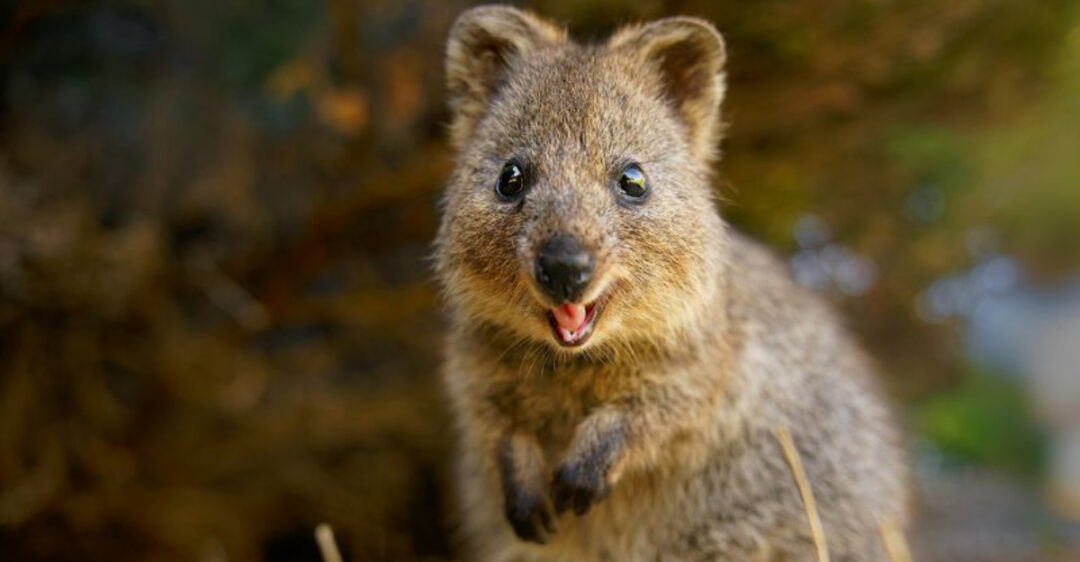 Everything You Need To Know About Quokkas