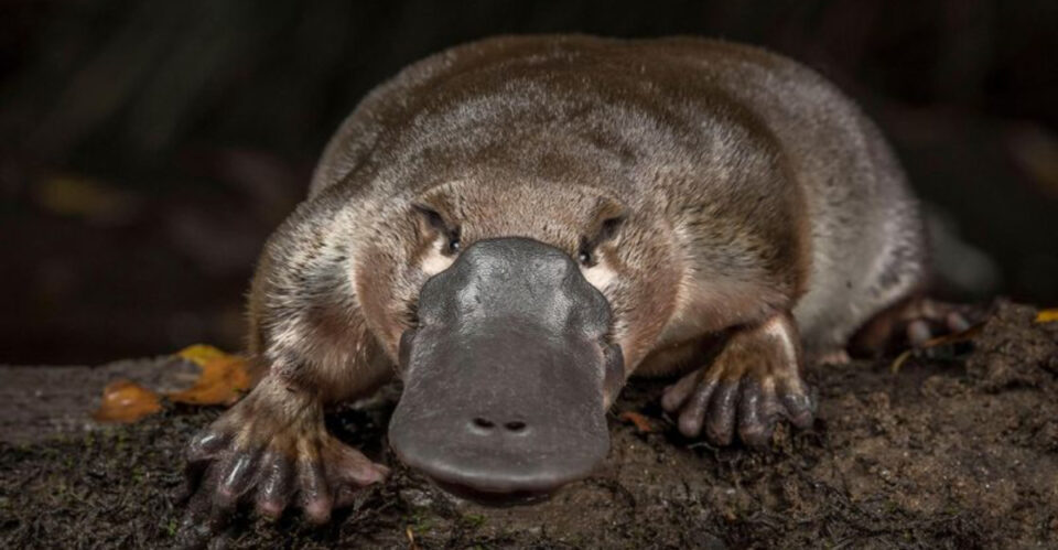 Everything You Need To Know About The Platypus
