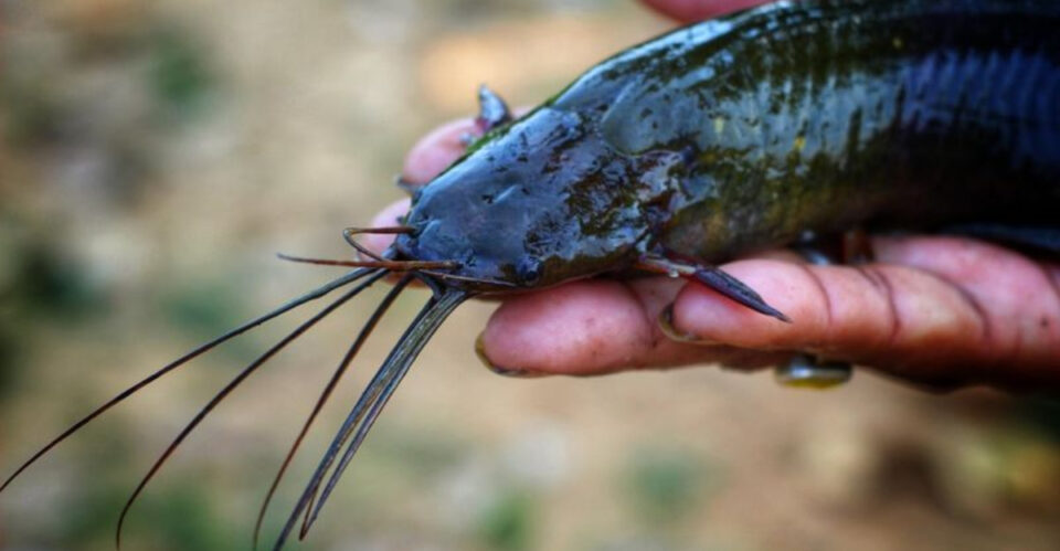 Exotic Fish Found In Everglades Spillway Show Why Releasing Pets Into ...