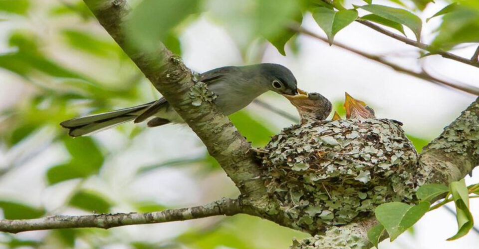 Experts Urge You To Leave Bird Nests Alone For Their Protection