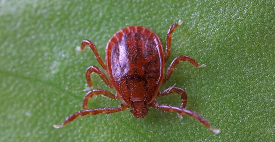 Experts Warn Of Rising Threat From New Invasive Insect Species In The U.S.