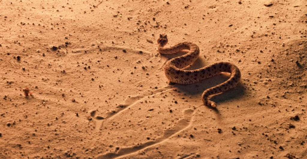 Exploring The Diverse Habitats Of Snakes Around The World