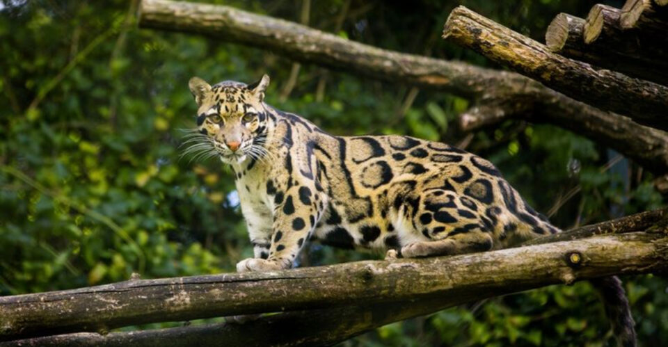 Exploring The Unique Traits Of The Clouded Leopard