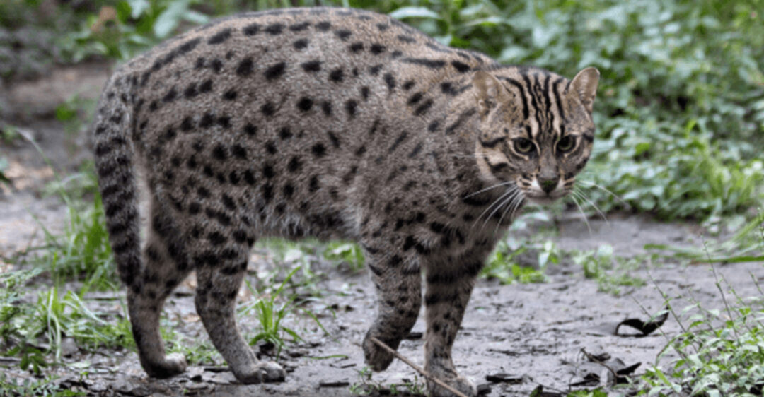 Farmer Stunned After Spotting Rare Predator Far From Its Usual Range