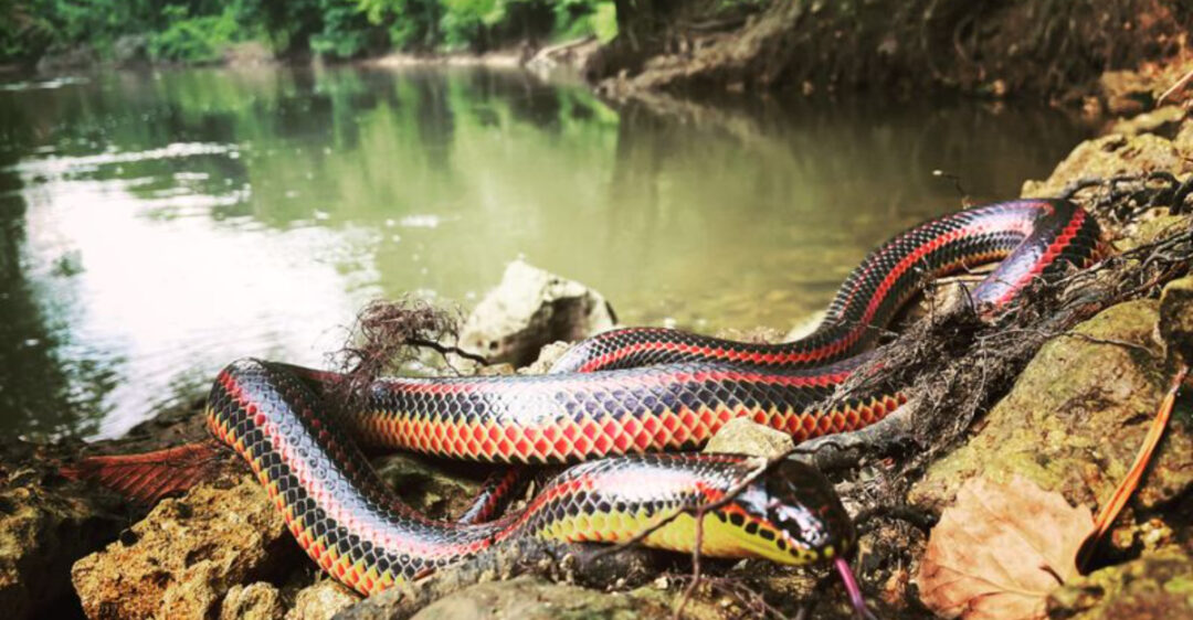 How Long Do Snakes Live? Understanding Snake Lifespan