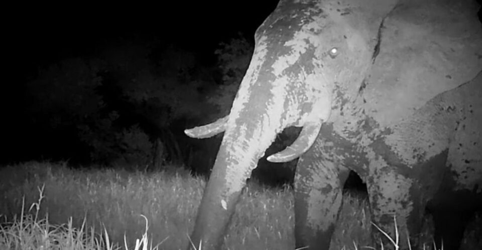 First Sighting Of A 'Ghost Elephant' In Years: Is It A Lone Survivor?