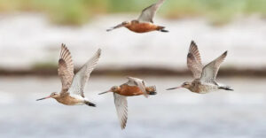 Flying While Asleep: How Birds Manage To Sleep Mid-Flight