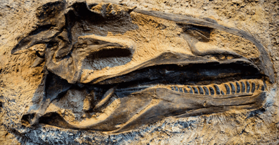 Fossils In Your Backyard: Discover Where Dinosaurs Roamed In The U.S.