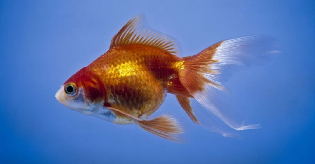 Goldfish Longevity: How Long Can They Really Live?