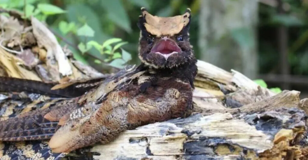 Great Eared Nightjar: The Mythical Dragon Bird Of The Night