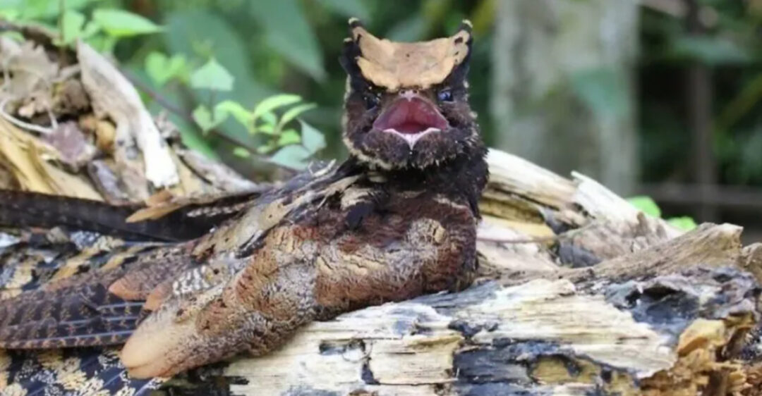 Great Eared Nightjar: The Mythical Dragon Bird Of The Night