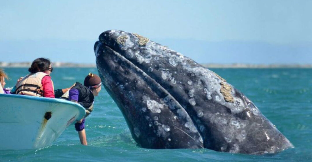 Grey Whale: The Knuckle-Backed Giant Of The Deep
