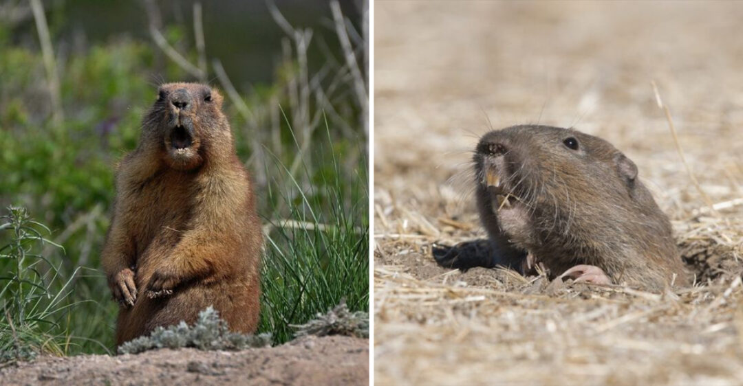 Groundhog Vs Gopher: 12 Key Differences You Need To Know About