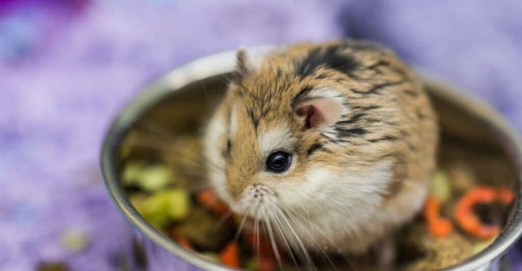 Hamster Lifespan: How Long Do Hamsters Live?