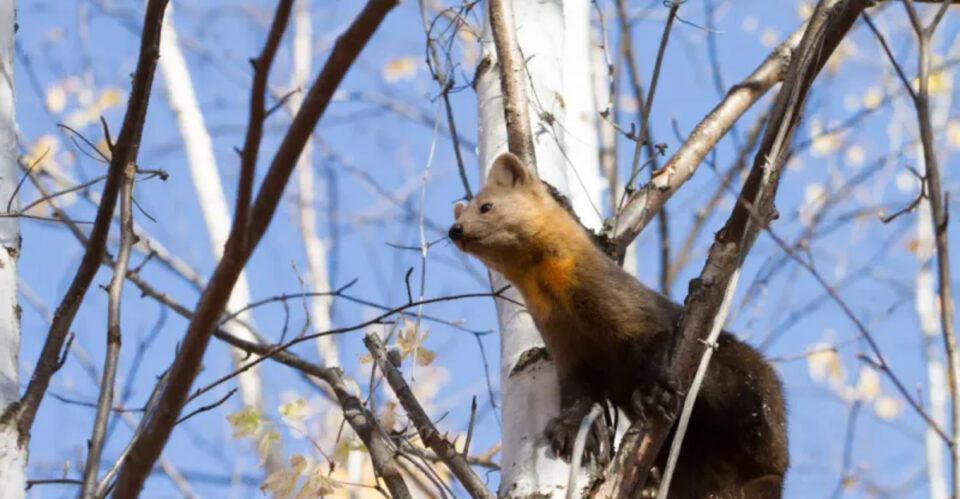 Have You Ever Seen The Adorable Japanese Sable?