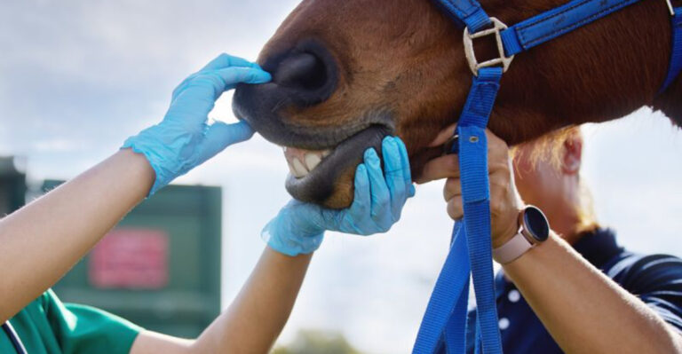 Here's Everything You Need To Know About Wolf Teeth – And More!