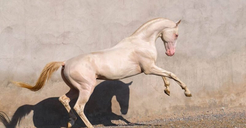 Horse Colors: The Complete List From Rarest To Most Common