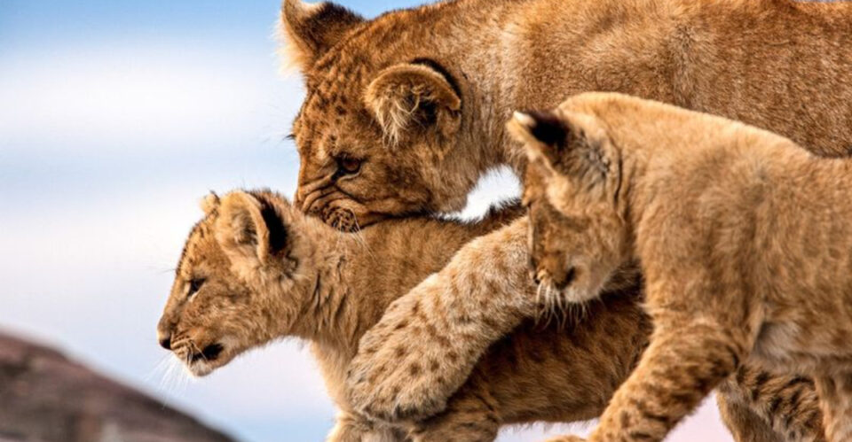 How Baby Animals Learn The Rules Of The Wild