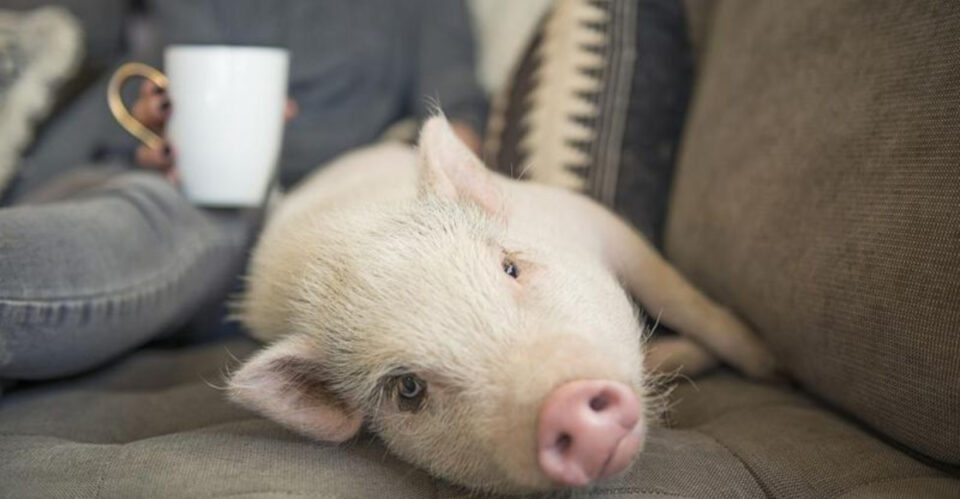 How Big Can Miniature Pigs Get? The 'Teacup' Pig Might Be Bigger Than ...