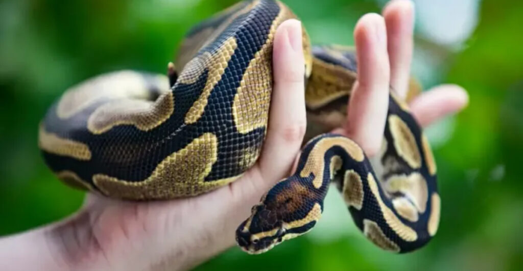 How Long Do Snakes Live? Understanding Snake Lifespan