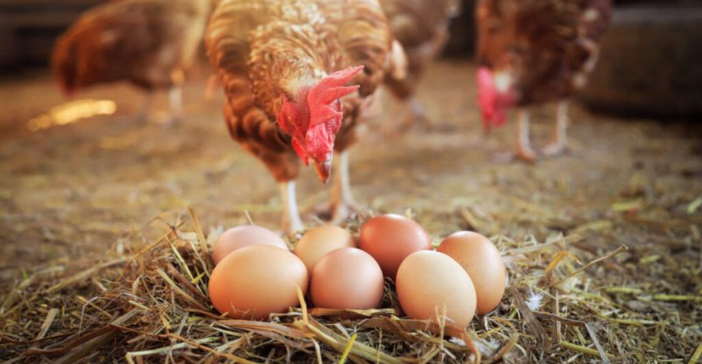 How Many Eggs Do Hens Really Lay? Factory Farms Vs. Natural Conditions