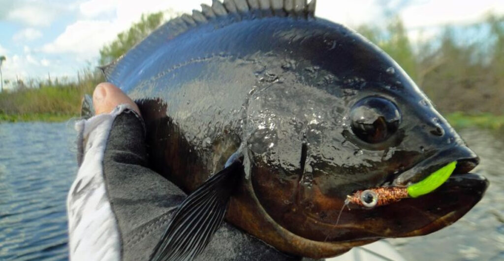 How Oscar Fish Have Been Discovered In Michigan
