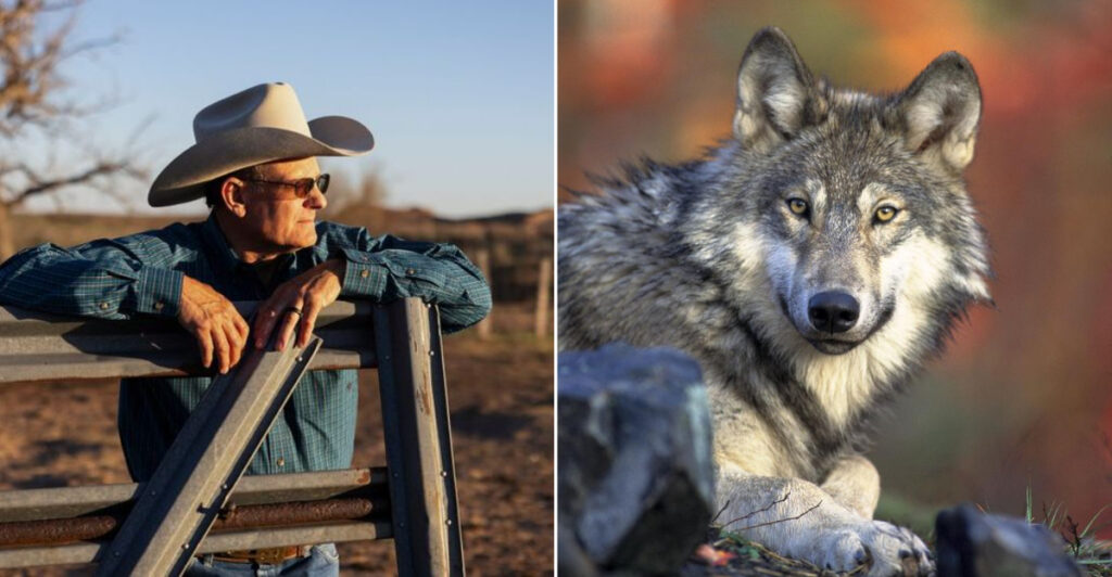 How Ranchers And Predators Are Learning To Coexist