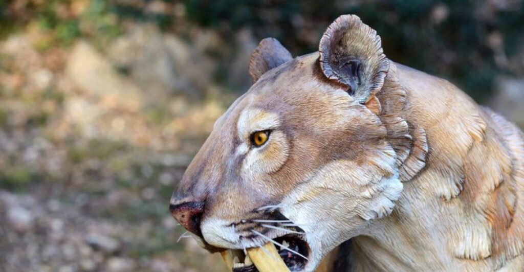 How The Saber-Toothed Tiger Ruled Over The Ice Age Era