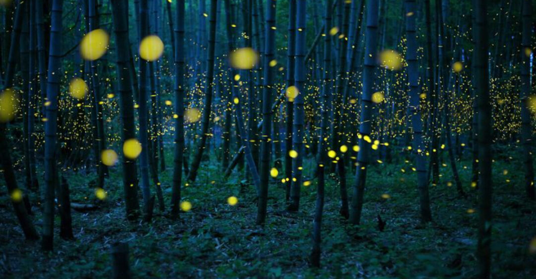 How To Attract Fireflies To Your Garden And Keep Them Coming Back